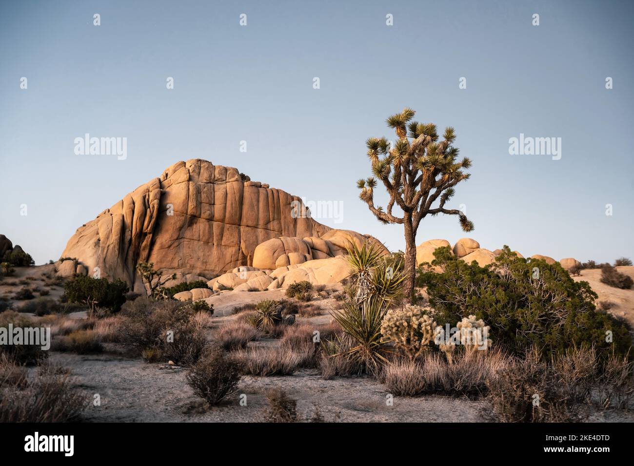 A mystical landscape scene with trees and rocks in Joshua Tree National ...