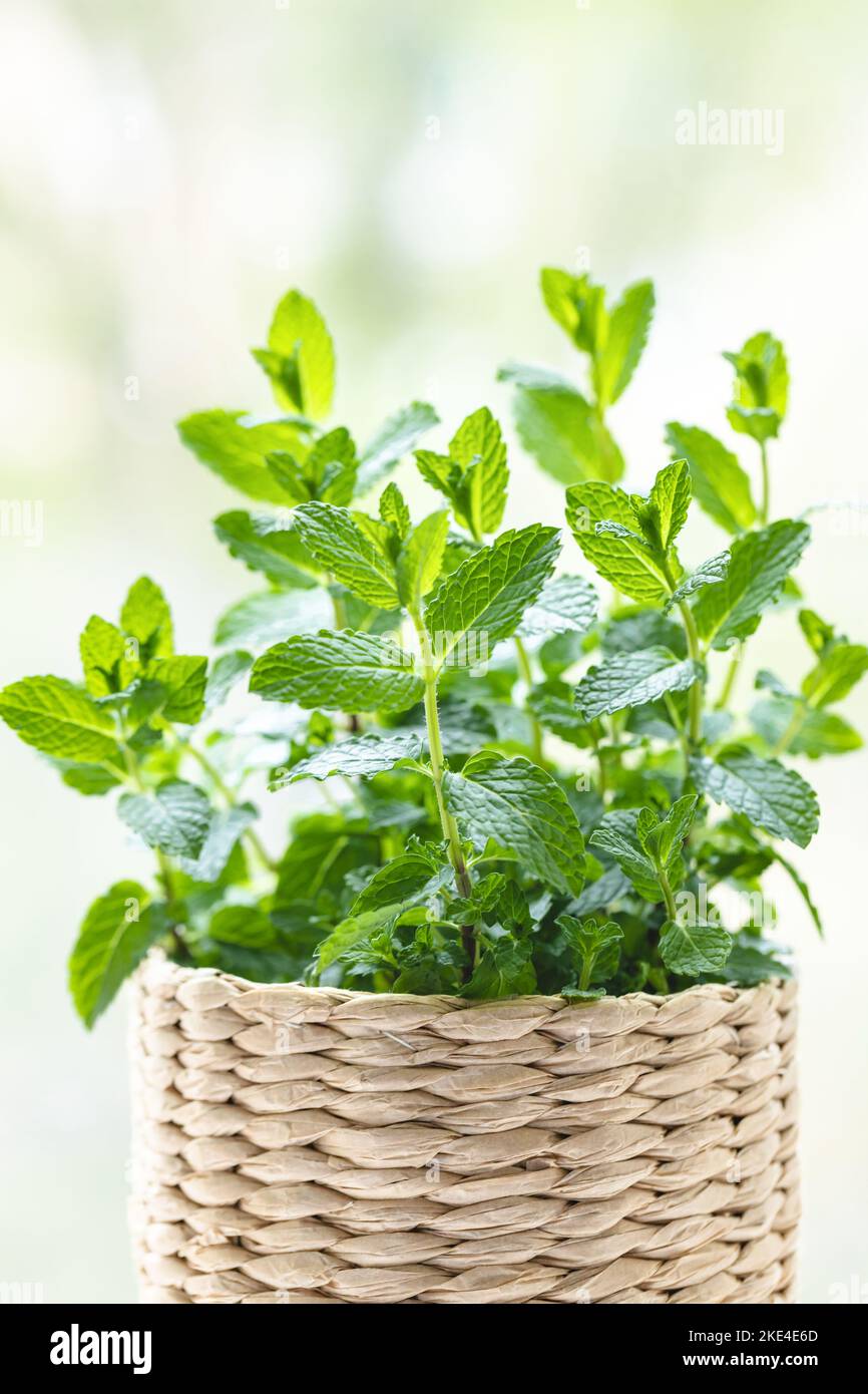 Mint herb in knitted pot against window view bokeh Stock Photo - Alamy