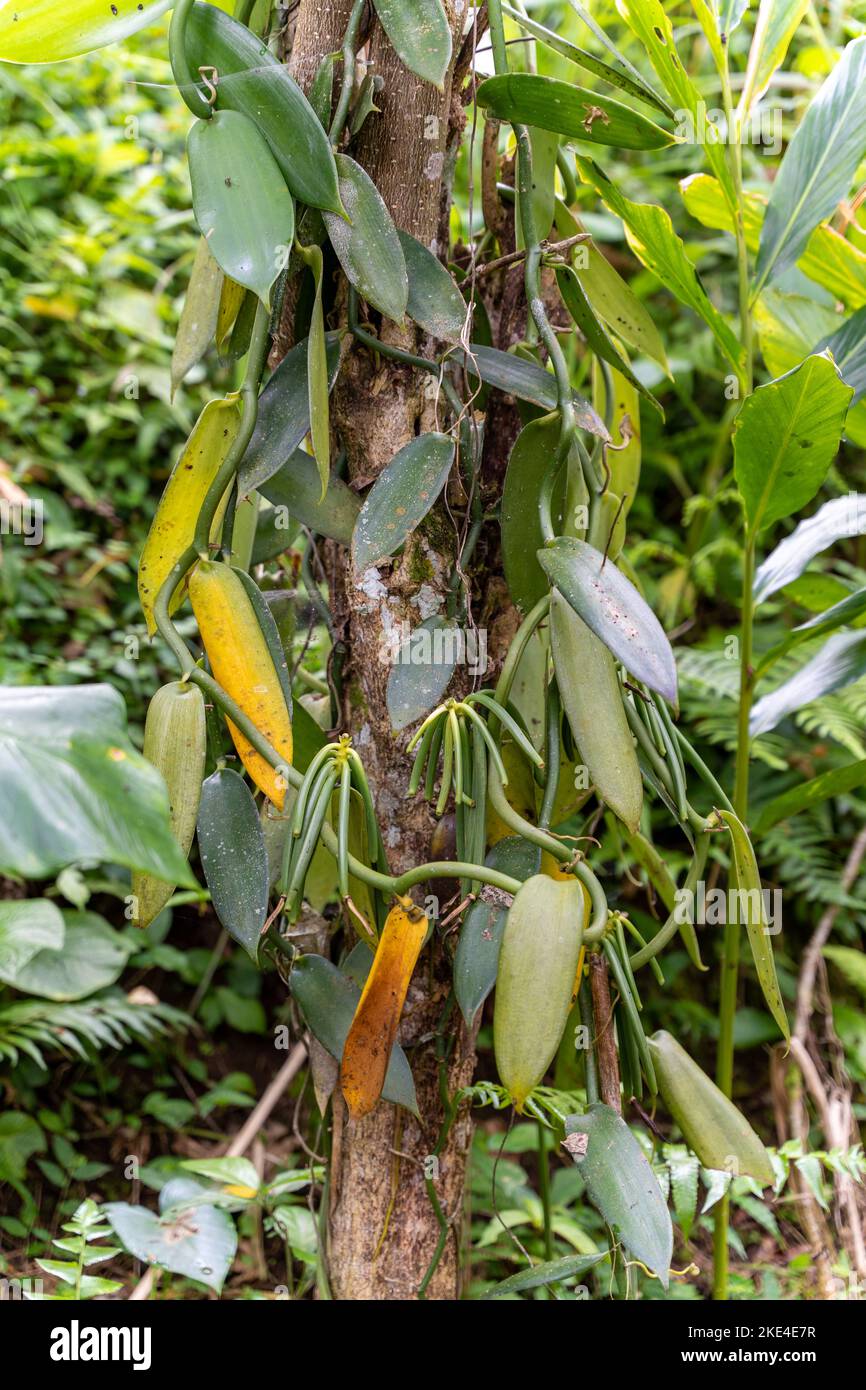 Vanilla plant in the jungle of Bali, Indonesia. Surrounded by leafs ...