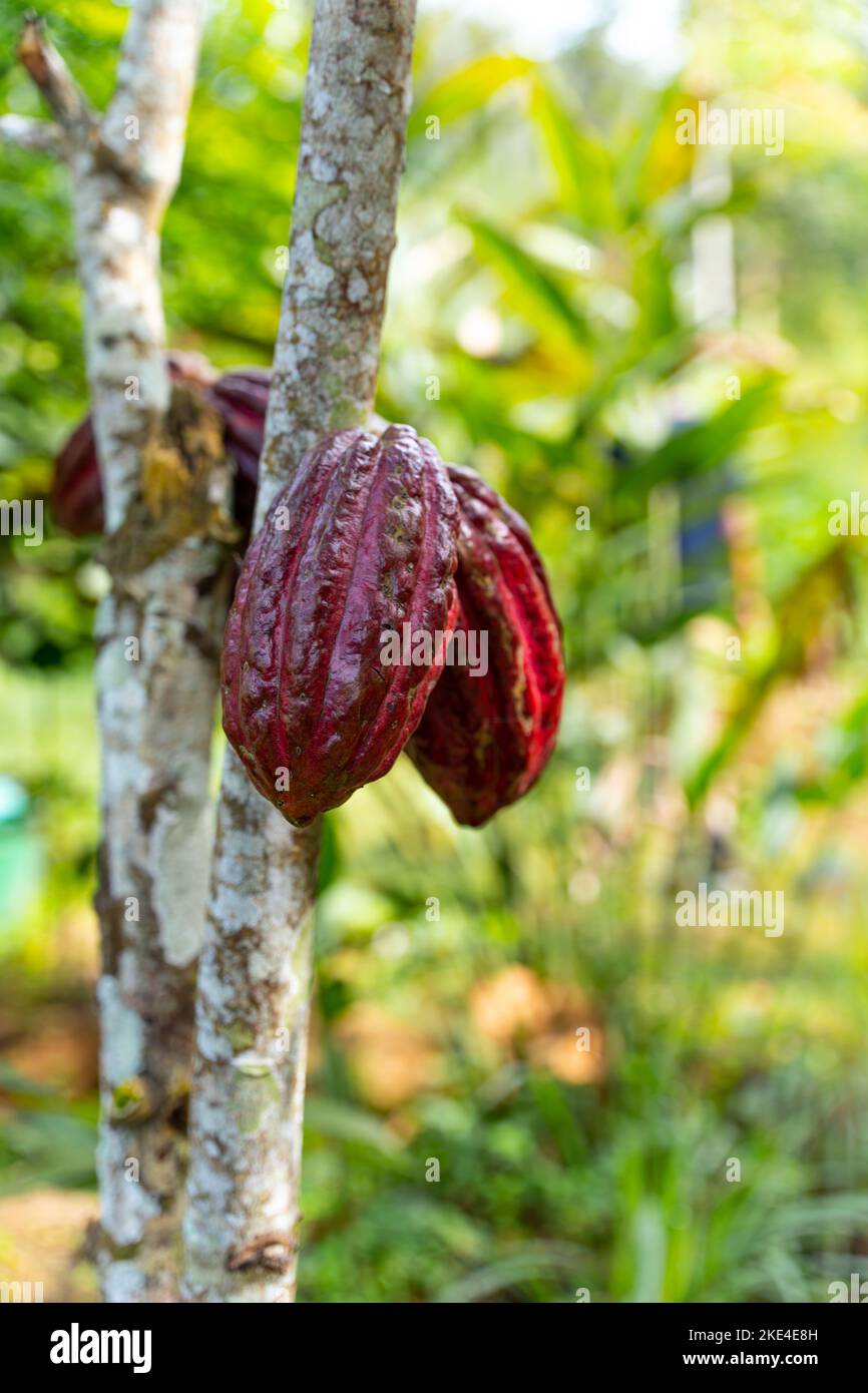 Cacao plant growing in jungle of Indonesia with stem Stock Photo - Alamy