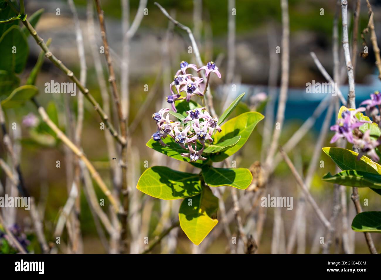 Calotropis gigantea - Akon fiber shrub in the jungle of Indonesia Stock ...
