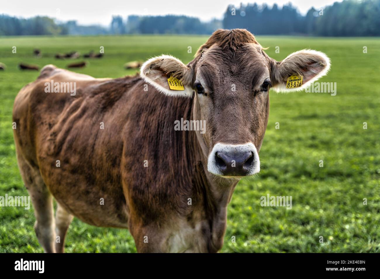a cow from Allgaeu, Bavaria on a green field. the cow is brown with ...