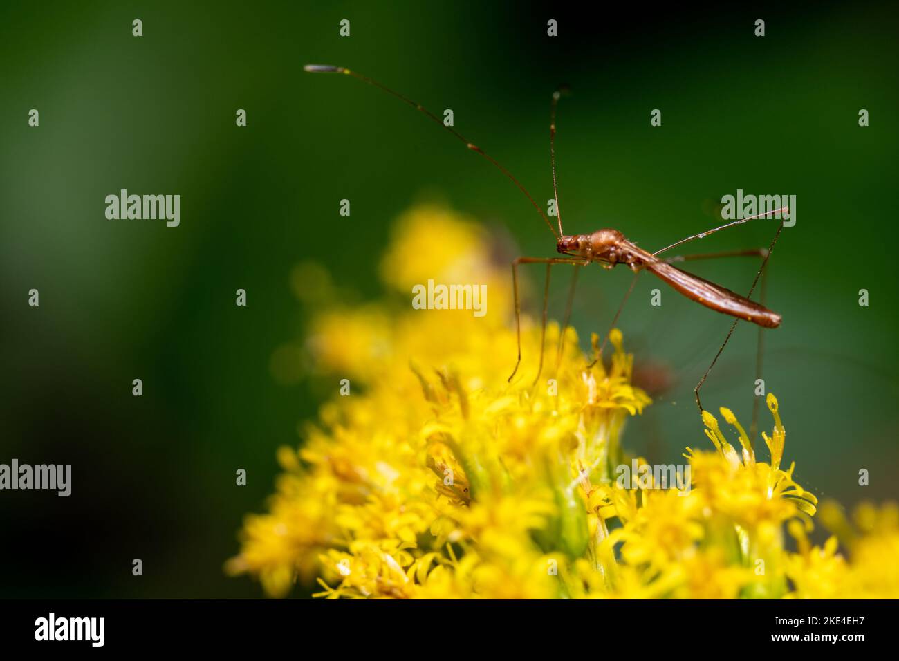 Water lacewing hi-res stock photography and images - Alamy