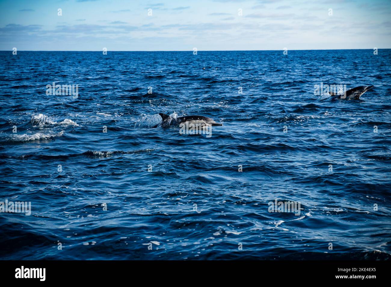 common dolphin pod leaping in bright blue ocean off the coast of San ...