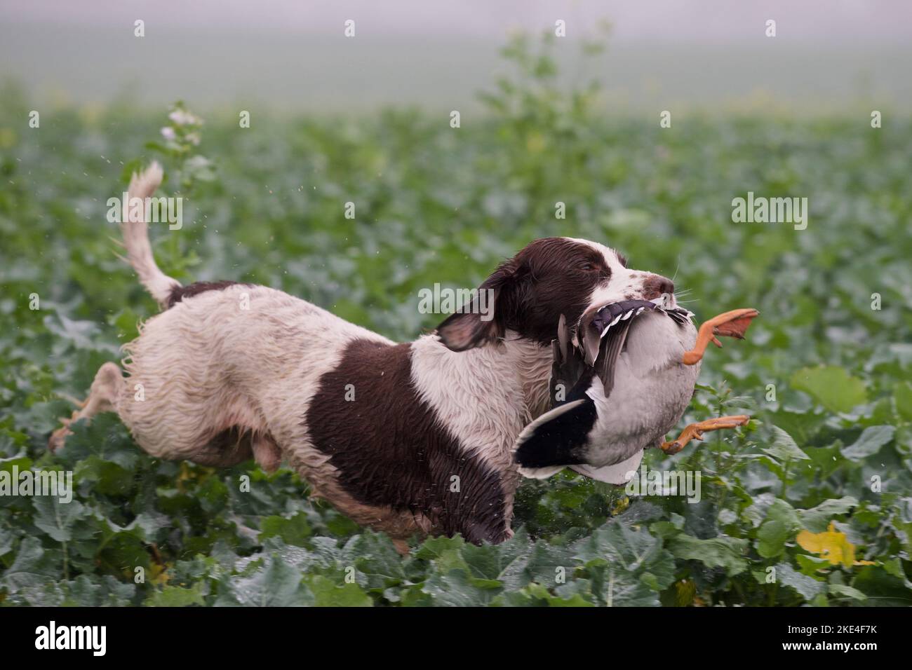 English duck hunting hi-res stock photography and images - Alamy