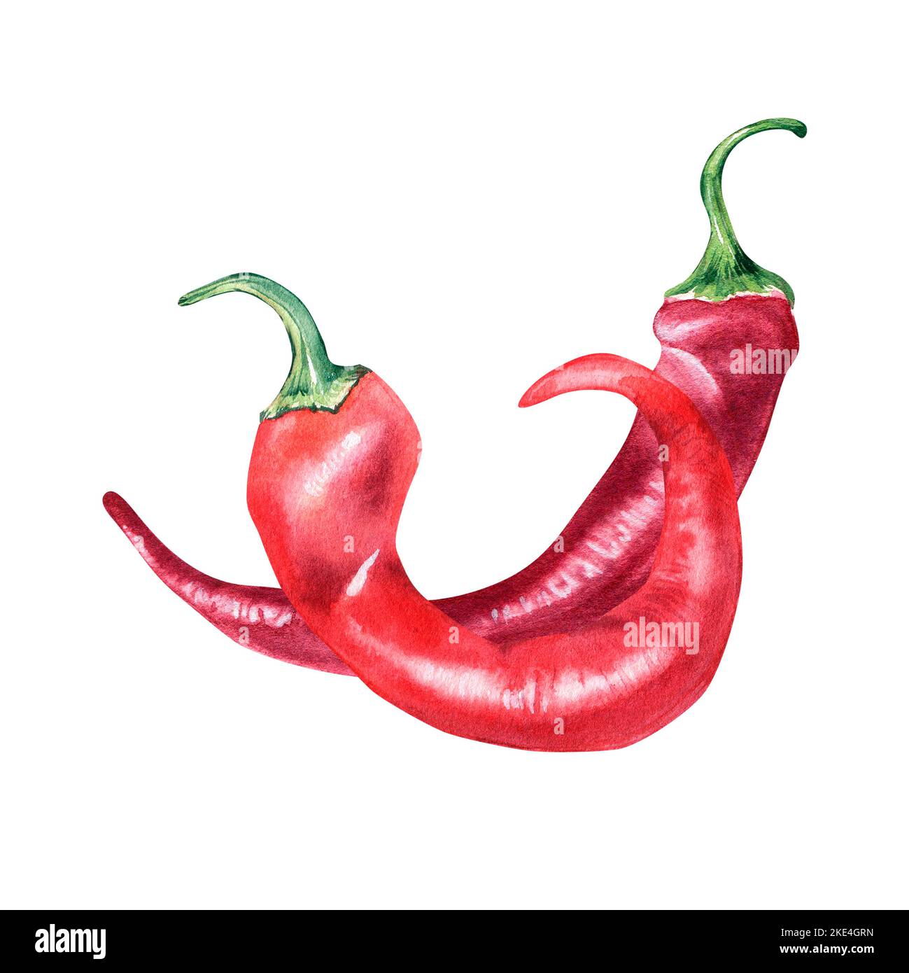 Red chili hot peppers watercolor illustration isolated on white ...