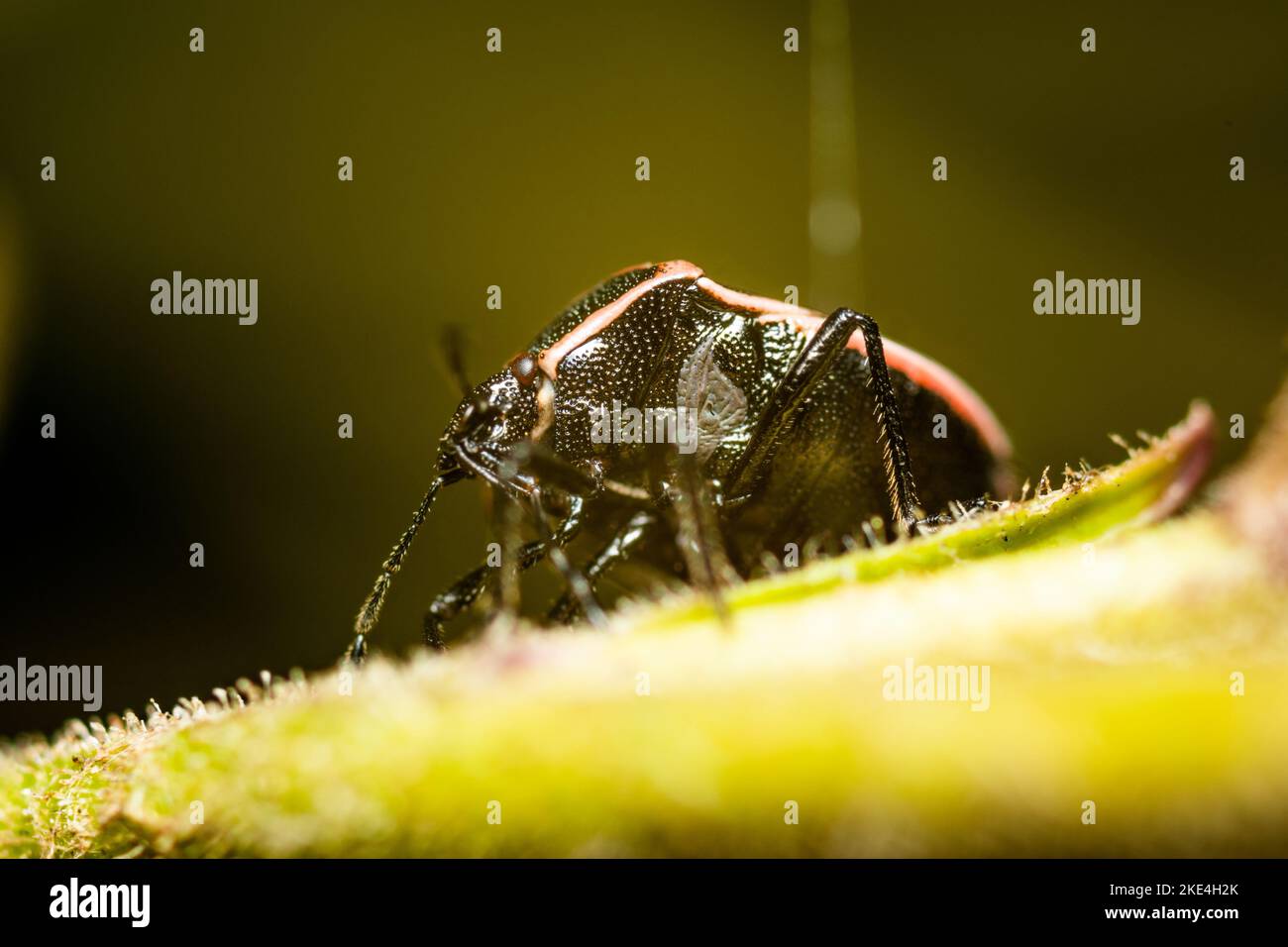 Twice stubbed hi-res stock photography and images - Alamy