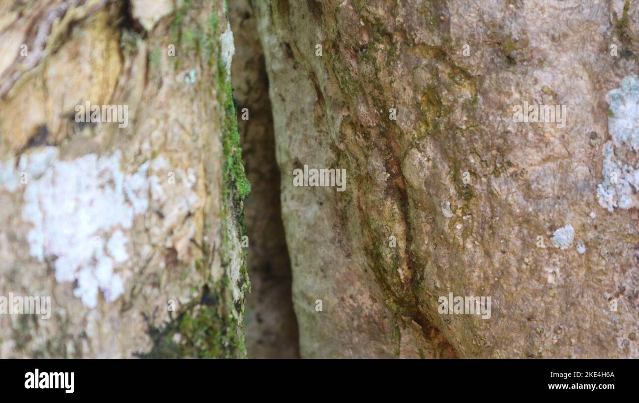 beautiful bark texture as background Stock Photo - Alamy