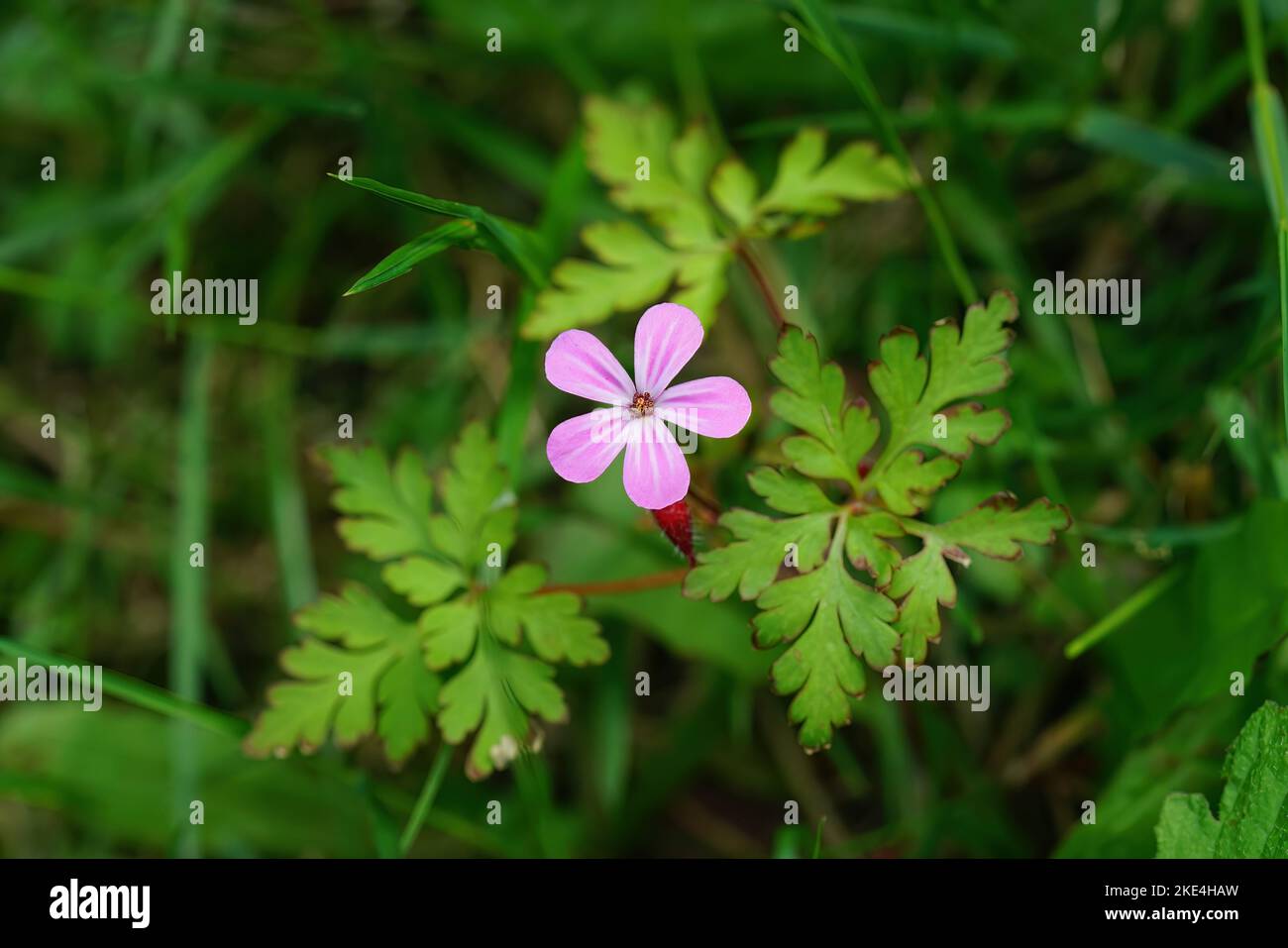A selective focus of a beautiful Herb robert flower surrounded by green ...