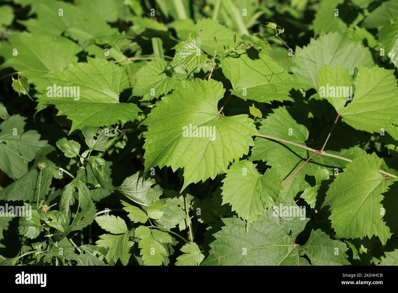 Leafy summer grape vines growing in the bright sunny garden Stock Photo ...