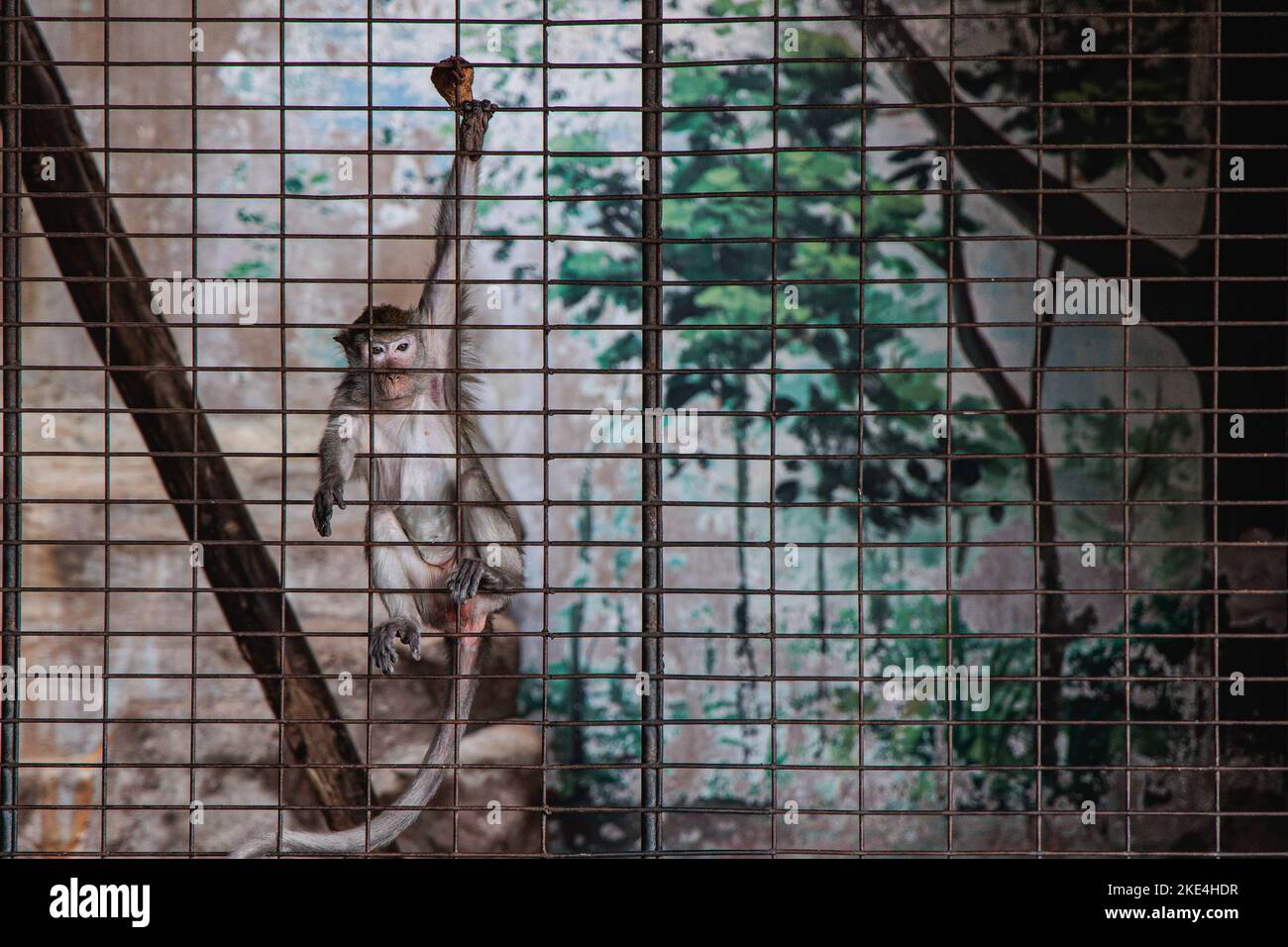Bangkok, Thailand. 10th Nov, 2022. A monkey seen in the cage at Pata ...
