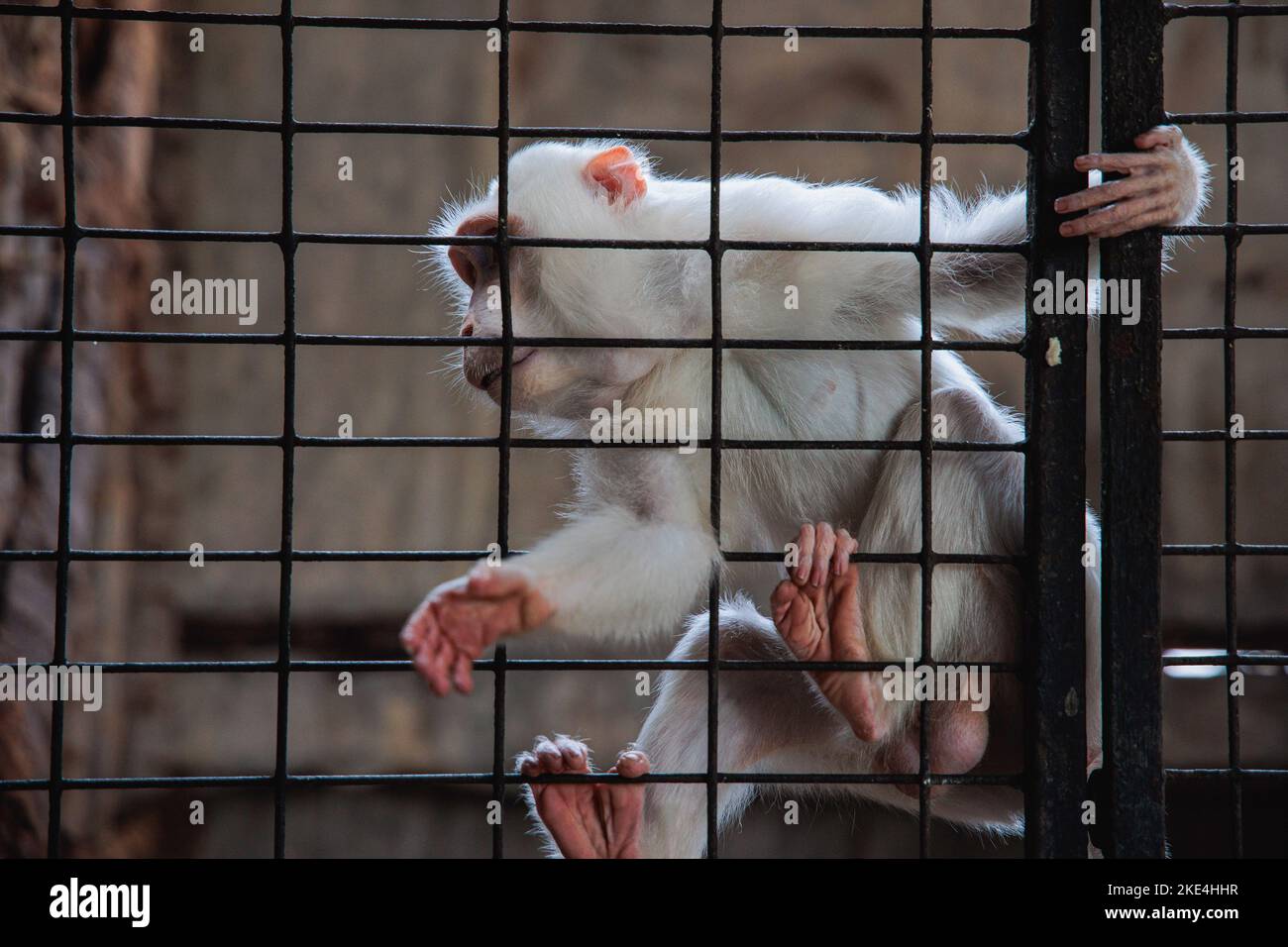 Bangkok, Thailand - 10 Nov 2022, Monkey seen in the cage at Pata zoo in ...