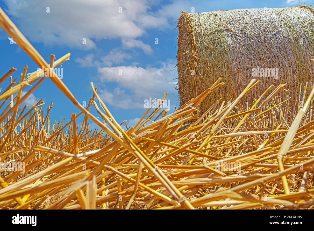 Ground perspective picture of straw bales on a mown field in autumn ...