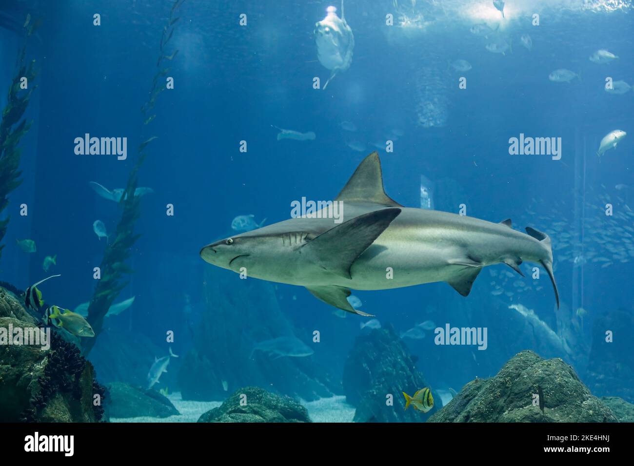 Shark passing by in a salt water aquarium Stock Photo - Alamy