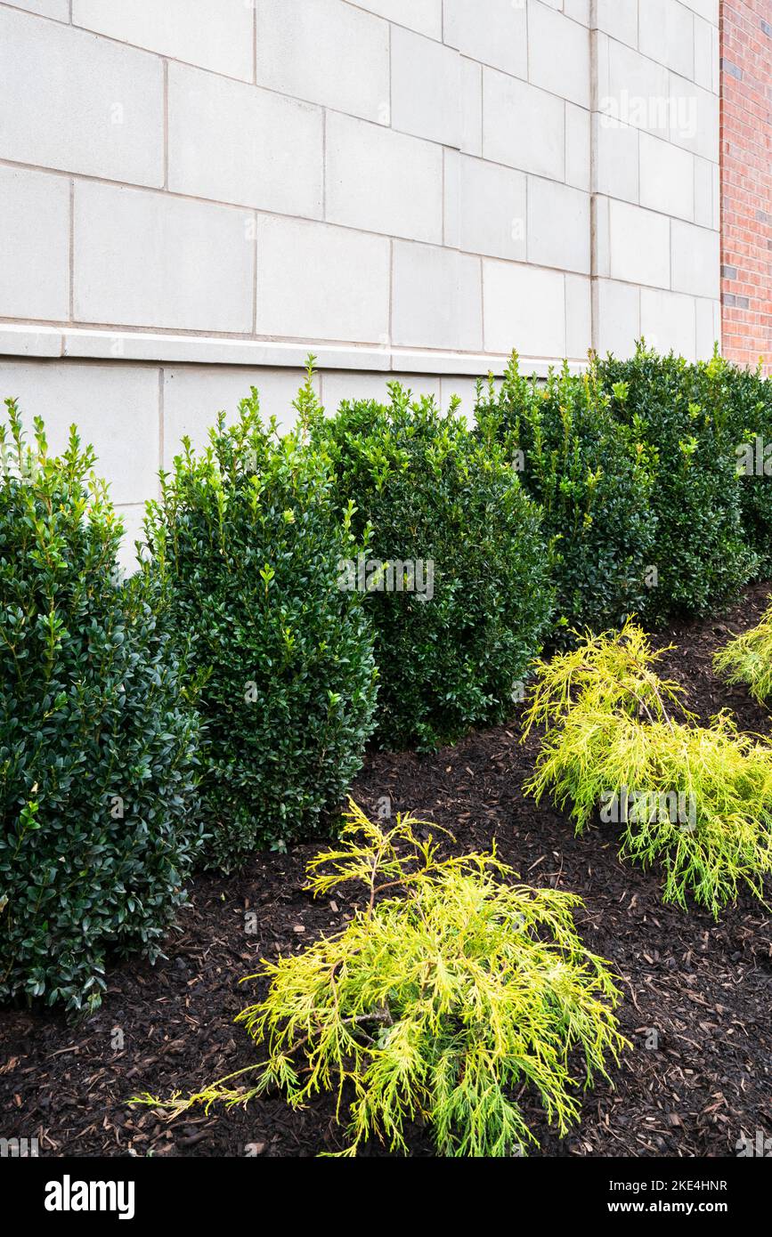 Boxwoods planted as hedge border alongside a building Stock Photo - Alamy