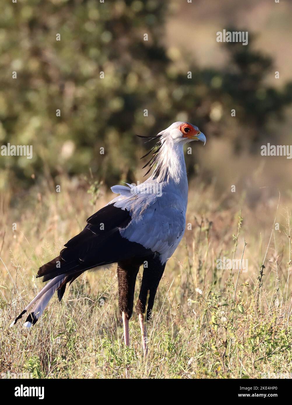 A black and white secretary bird (Sagittarius serpentarius) in closeup ...