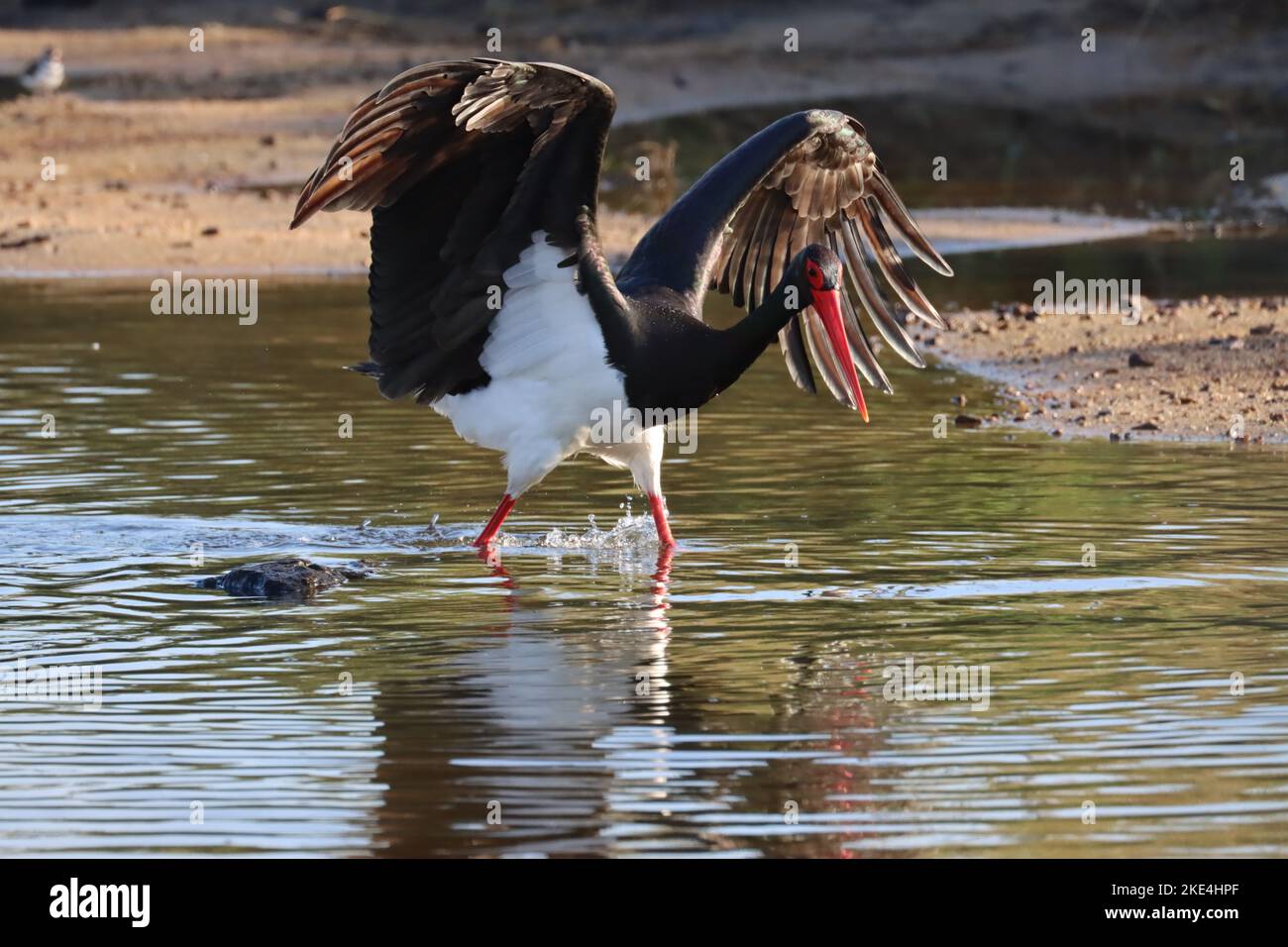 A big stork (Ciconia nigra) hunting fish on a small body of water under ...