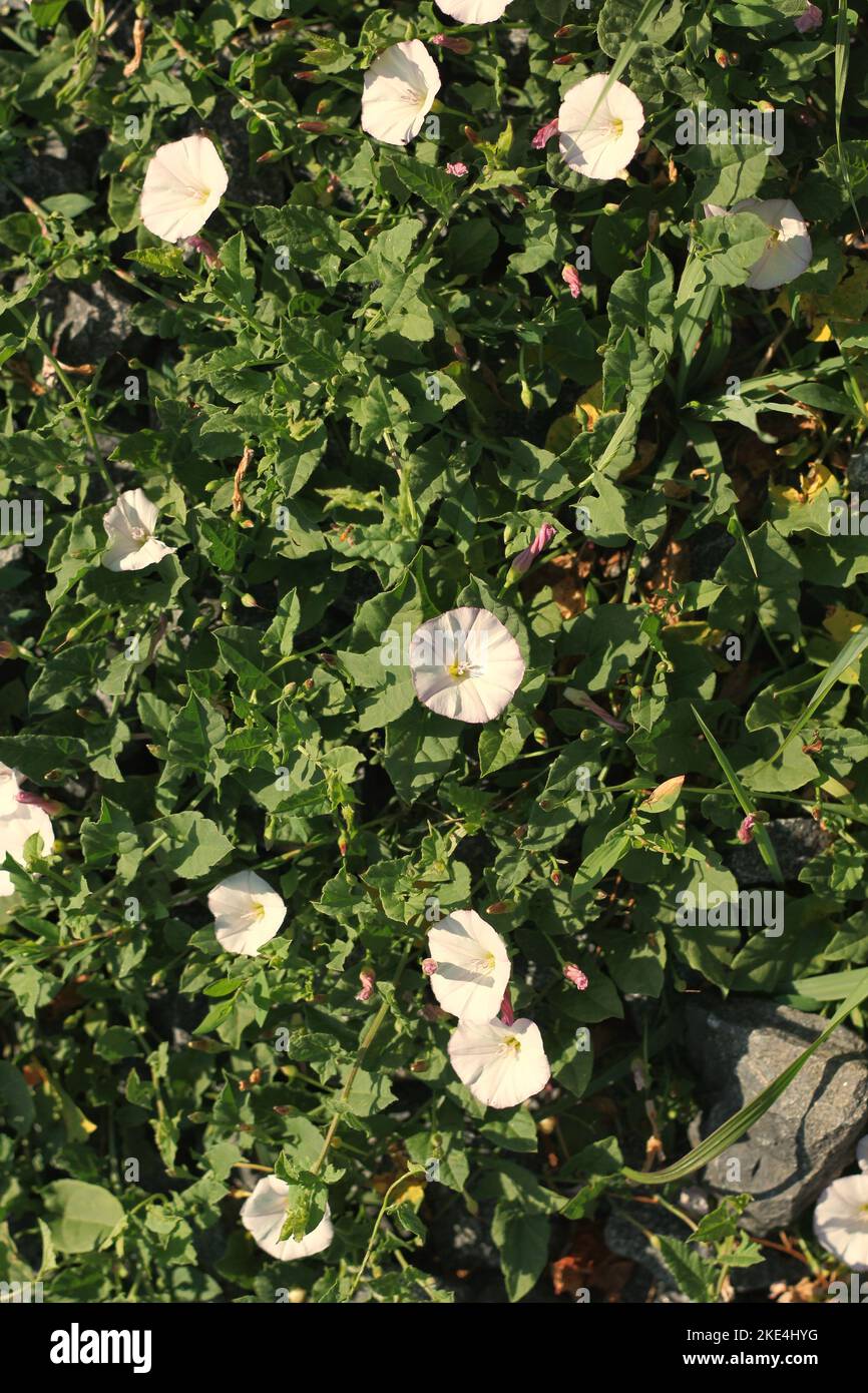 Batch of beautiful morning glory flowers growing on the bush Stock ...