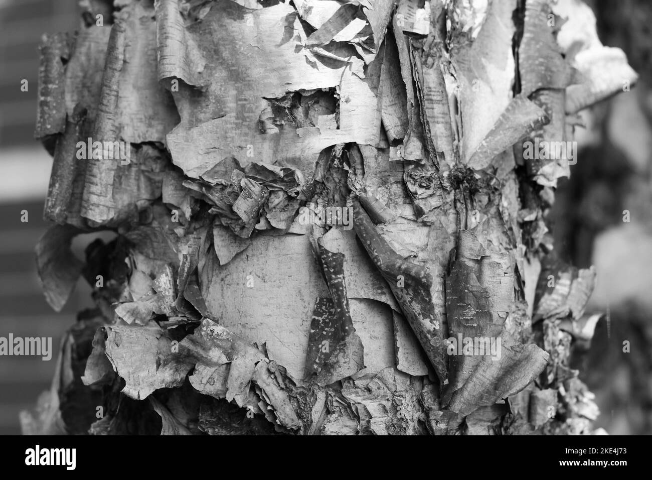 Curly tree trunk Black and White Stock Photos & Images - Alamy