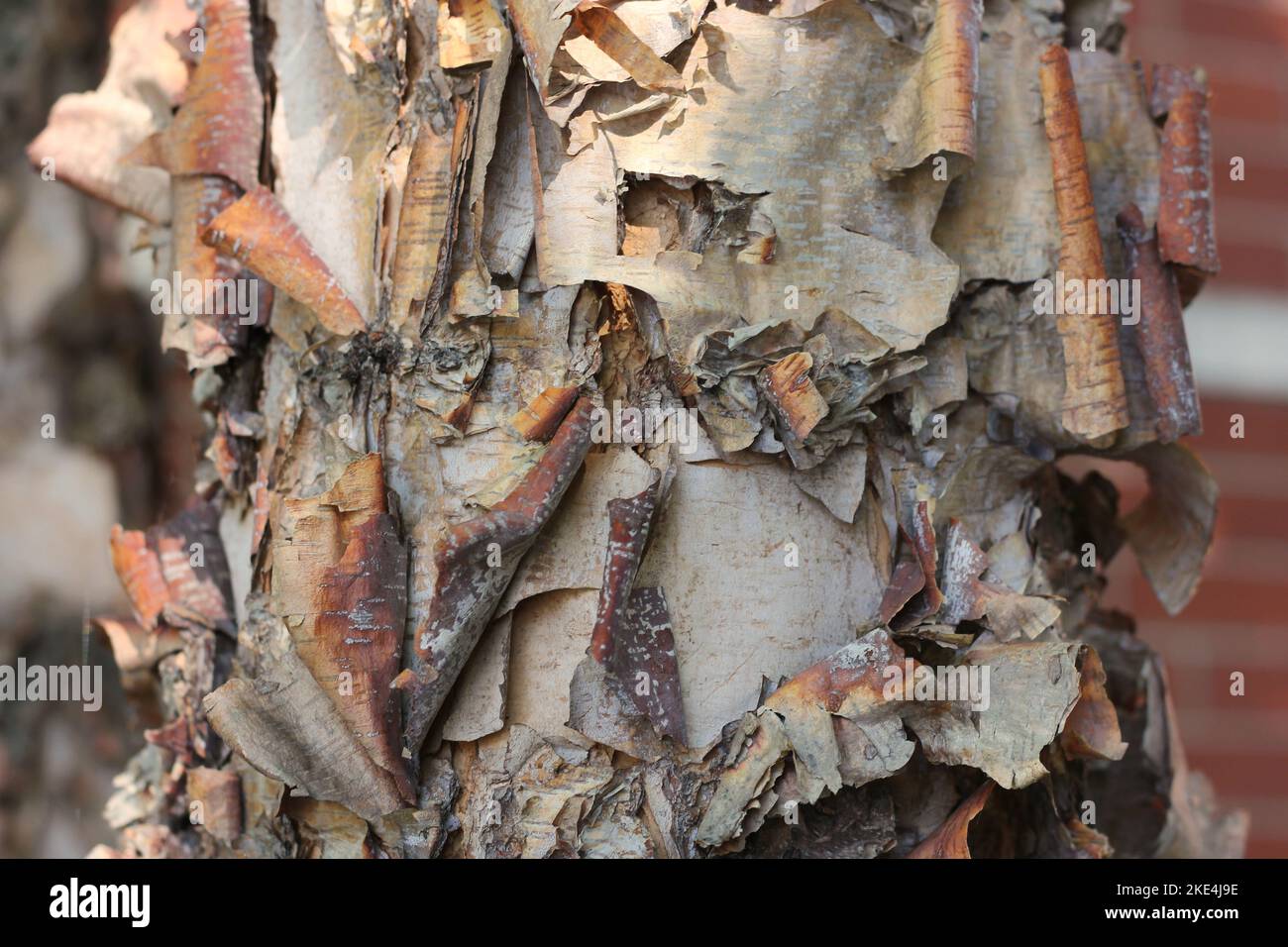 The curly peeling bark of a tree trunk Stock Photo - Alamy