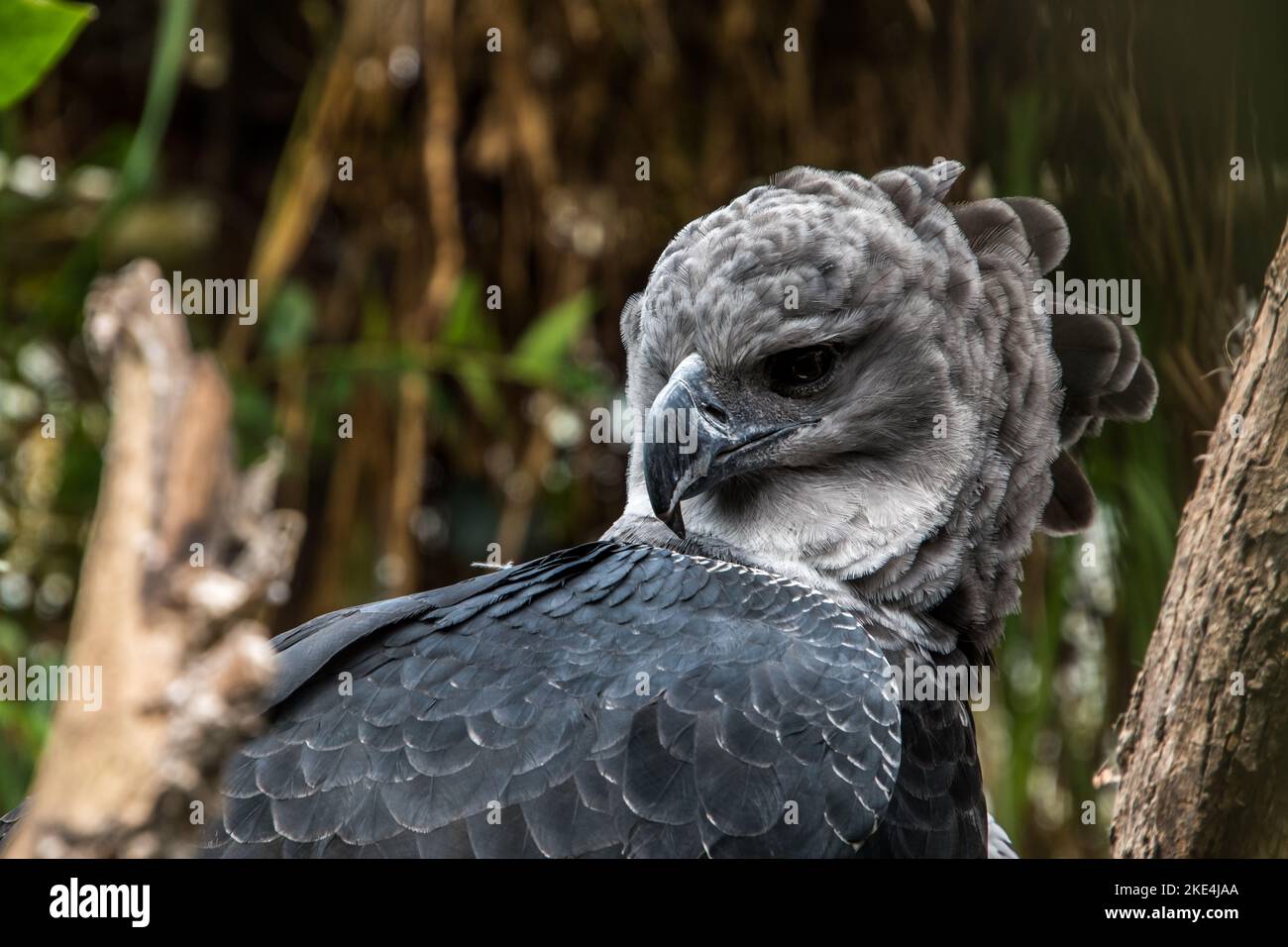 A portrait of the American Harpy eagle Stock Photo - Alamy