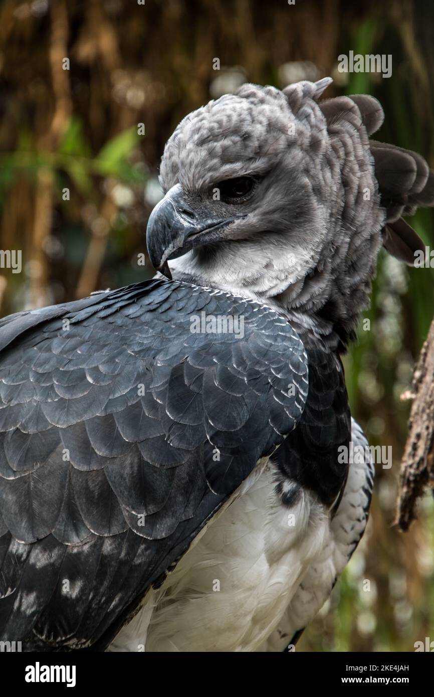 A portrait of the American Harpy eagle Stock Photo - Alamy