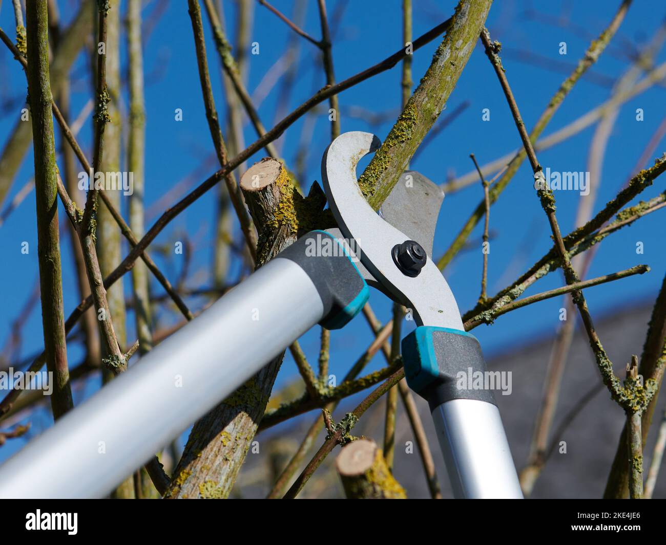 The garden scissors cutting the dry tree branch Stock Photo - Alamy
