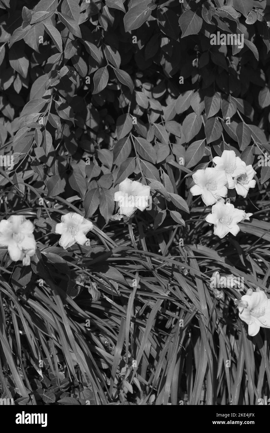 With daffodils in garden Black and White Stock Photos & Images - Alamy
