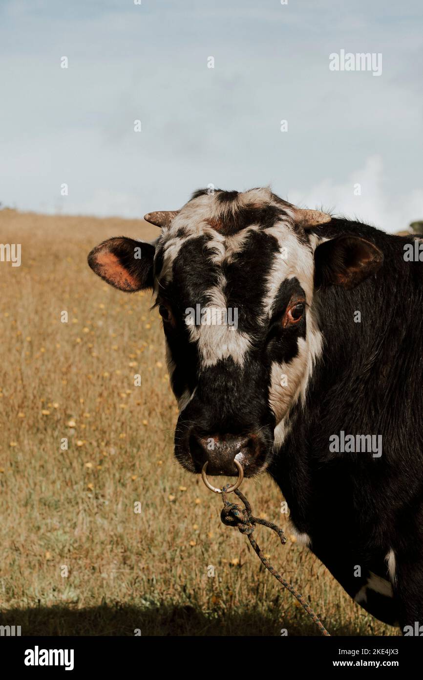 A vertical portrait of a cow in a field Stock Photo - Alamy
