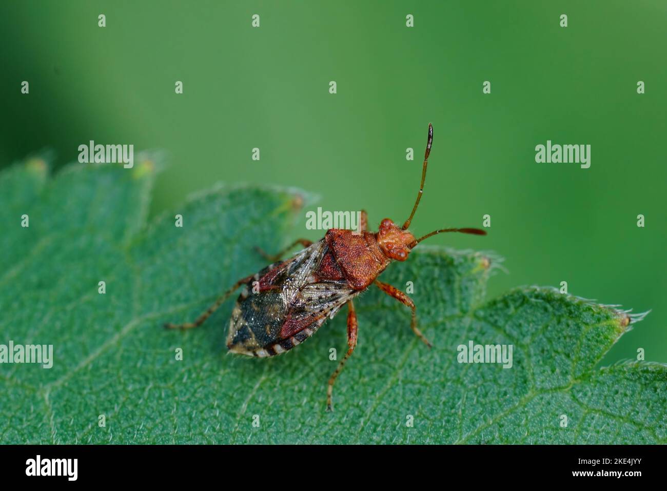 A close up of a Rhopalus subrufus bug on a green leaf and blurred ...