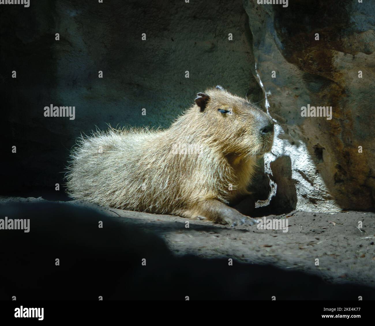 A cute capybara resting in the cave Stock Photo - Alamy