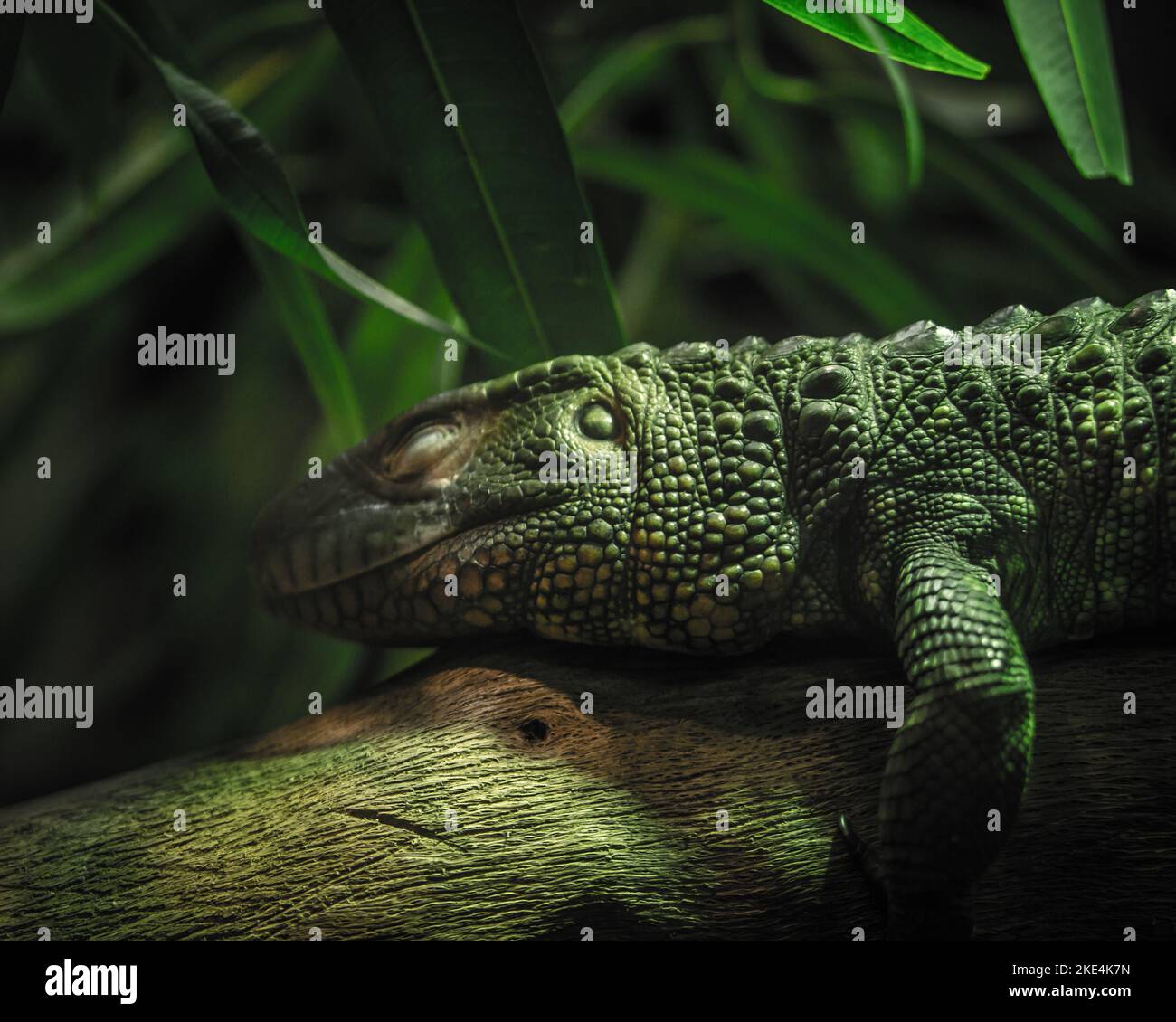 A green northern caiman lizard sleeping on the tree branch Stock Photo ...