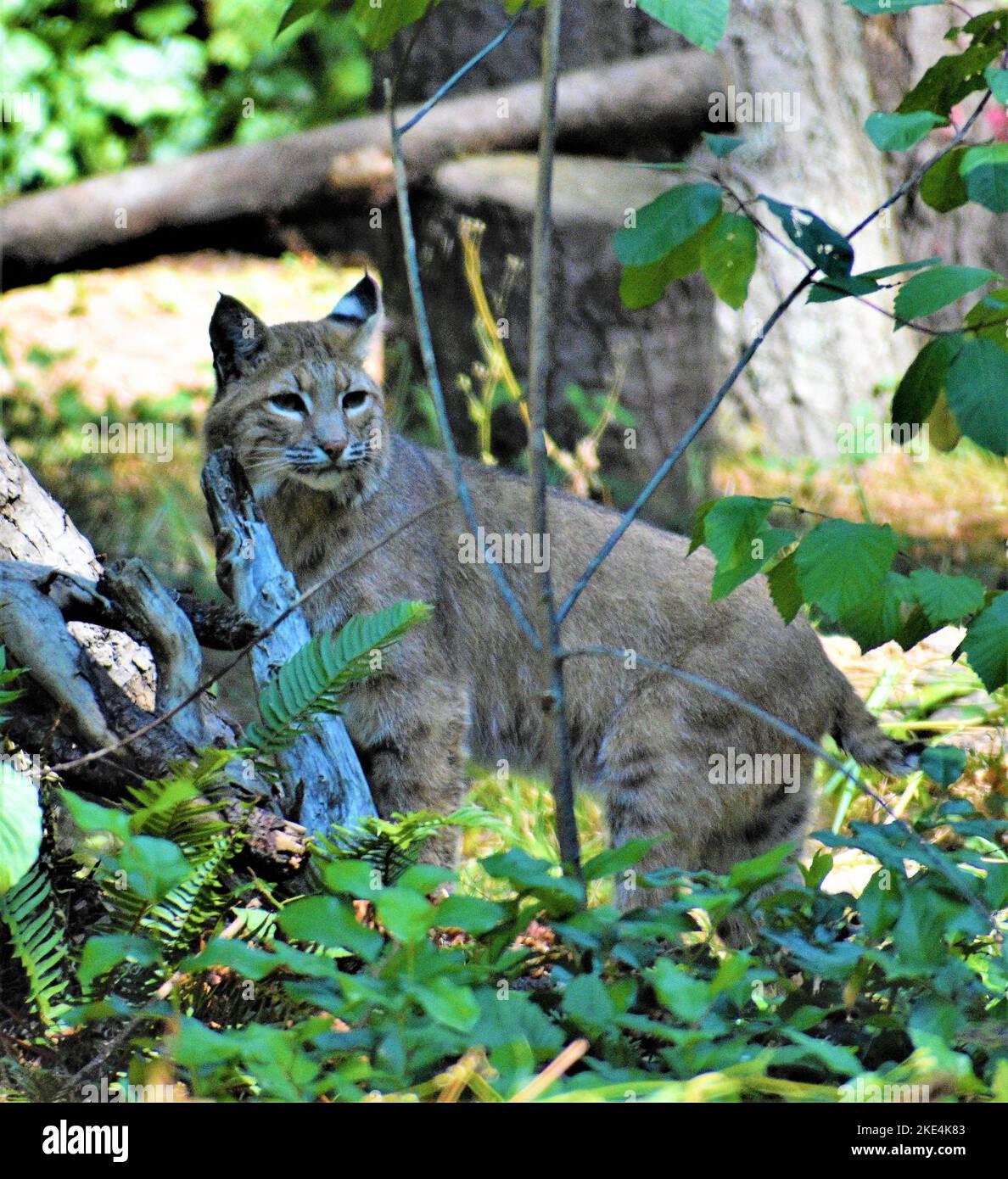 Mexican bobcat hi-res stock photography and images - Alamy