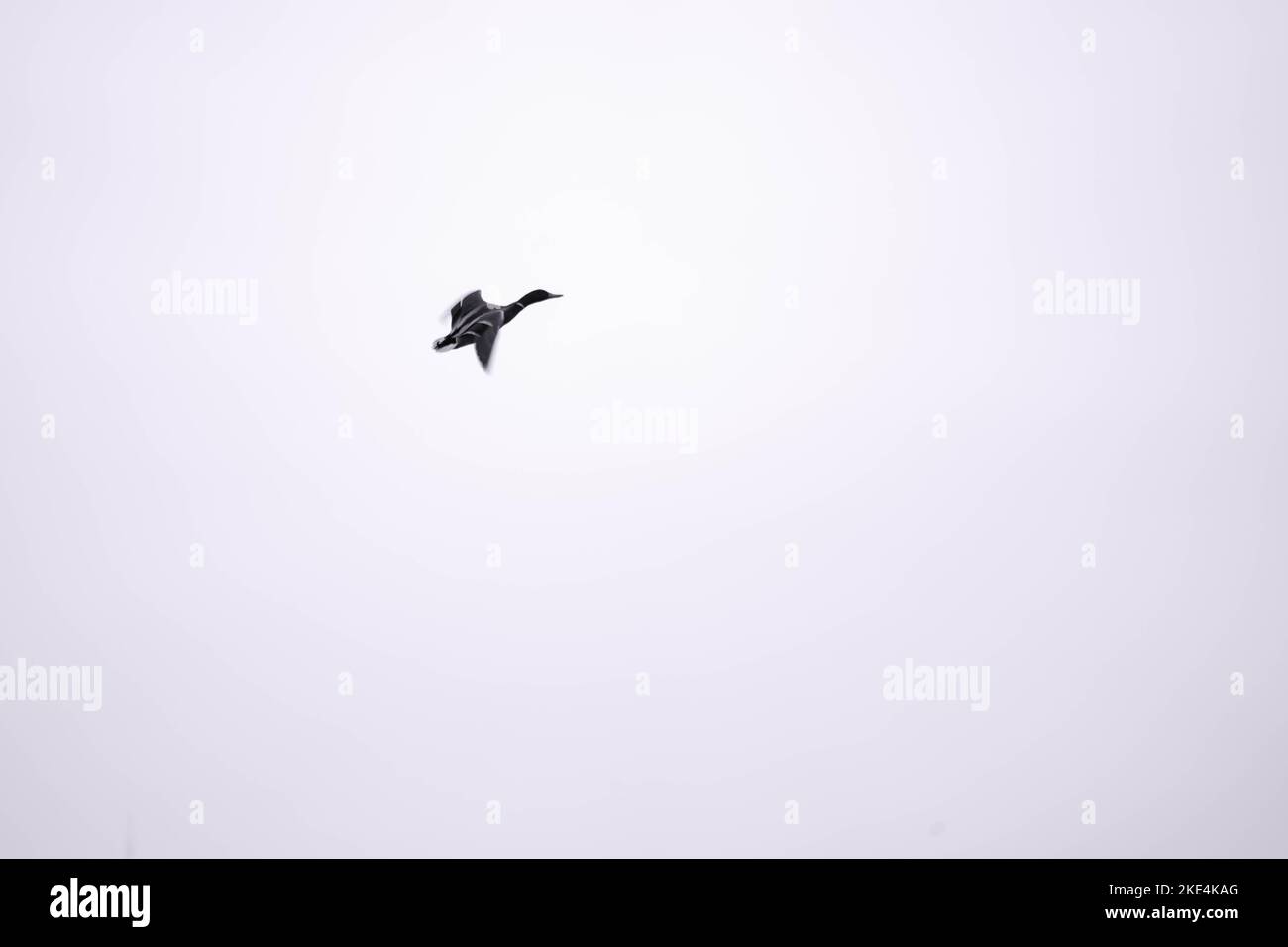 Chicago duck hi-res stock photography and images - Alamy