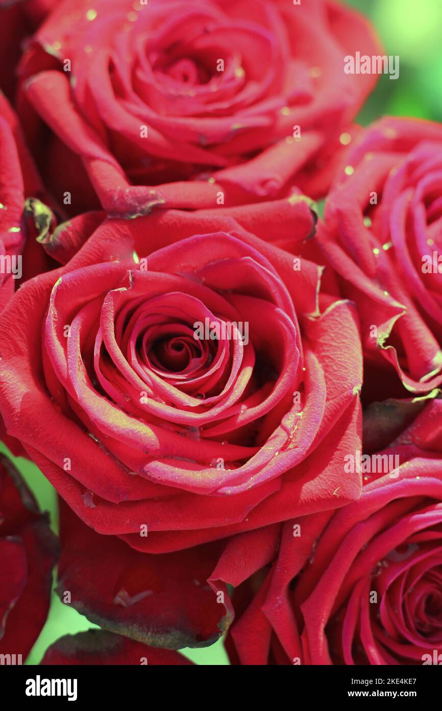 Beautiful roses in full bloom in the bright sun Stock Photo - Alamy