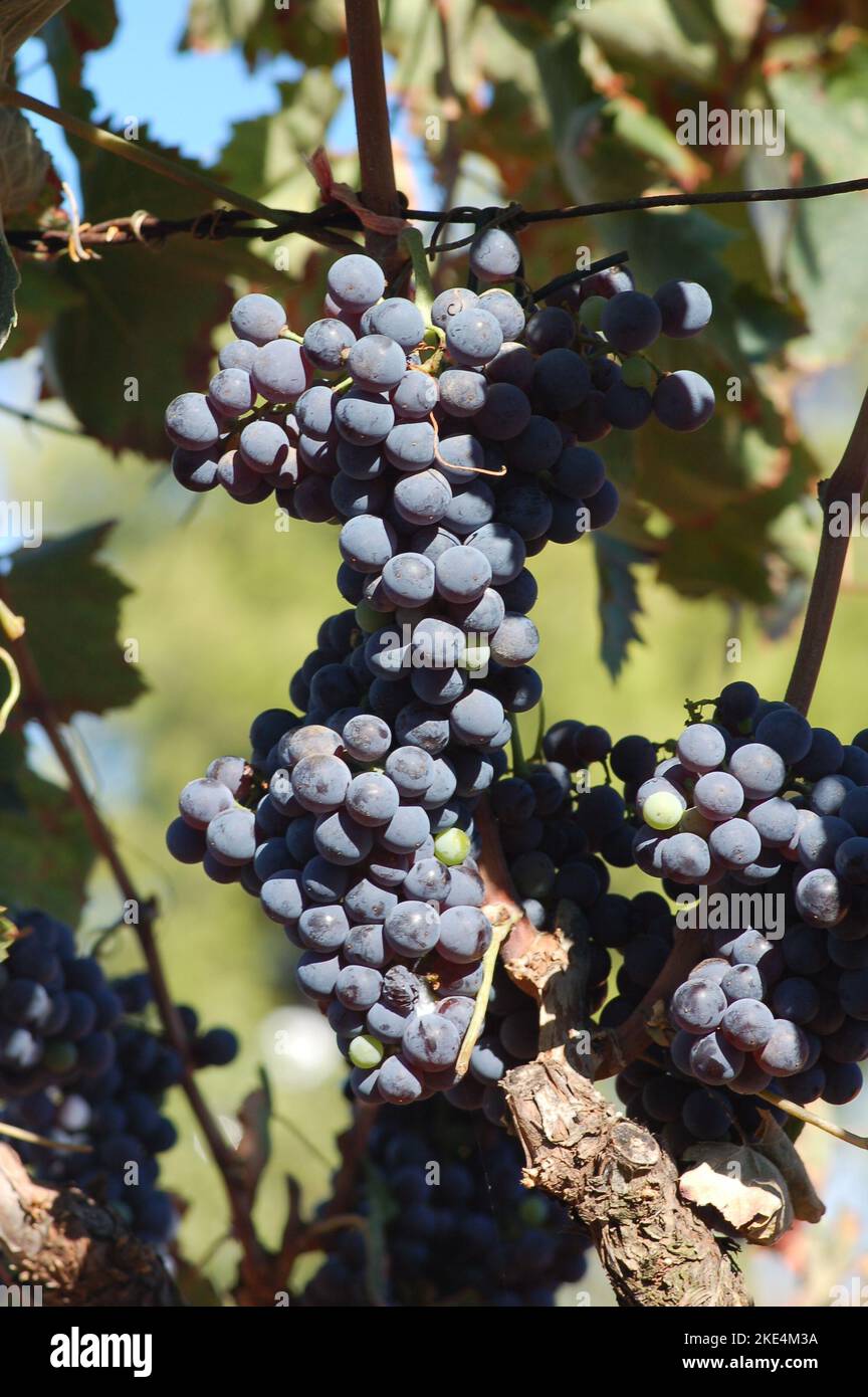 Dark blue wine grapes on a wineyard in Georgia in summer Stock Photo ...
