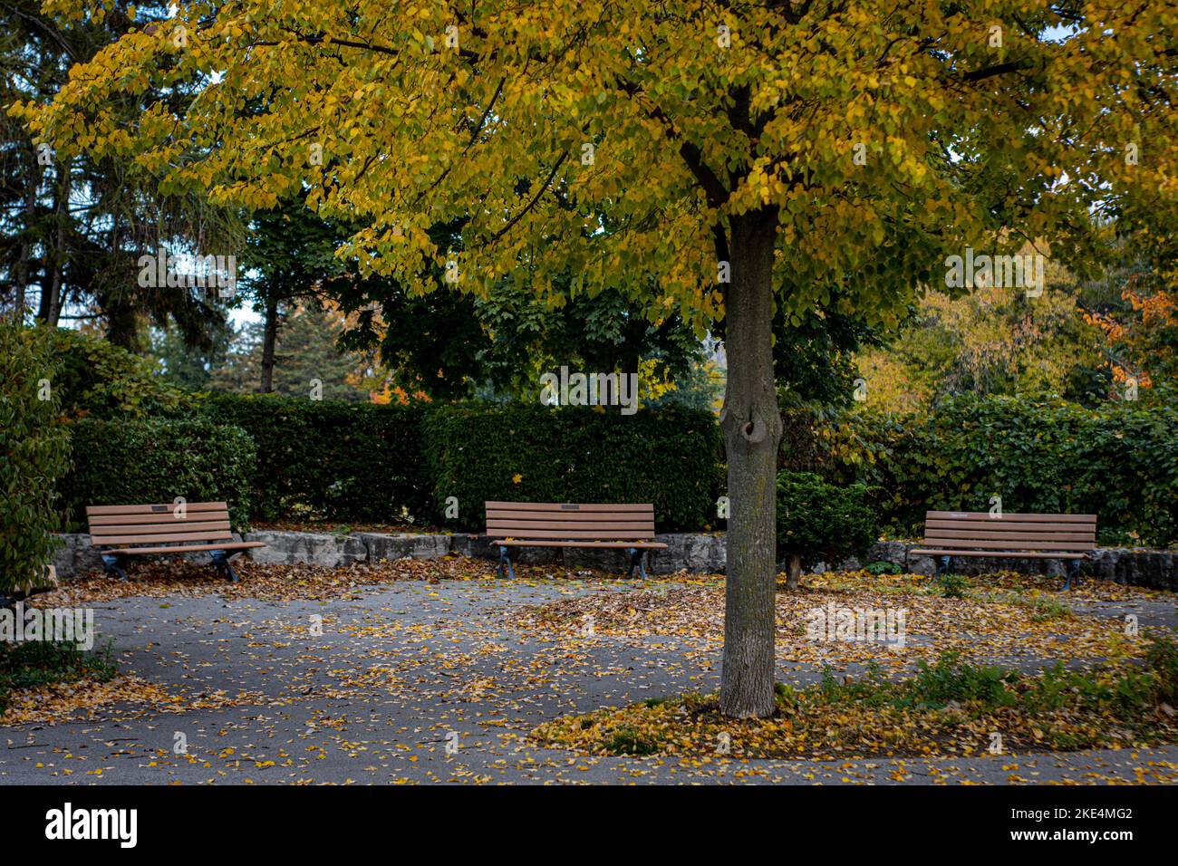 A beautiful tree with yellow leaves and three benches under it in a ...