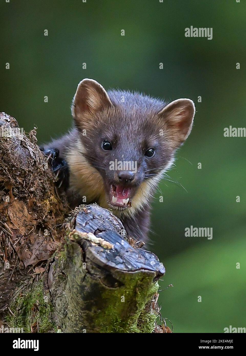 European pine marten uk hi-res stock photography and images - Alamy