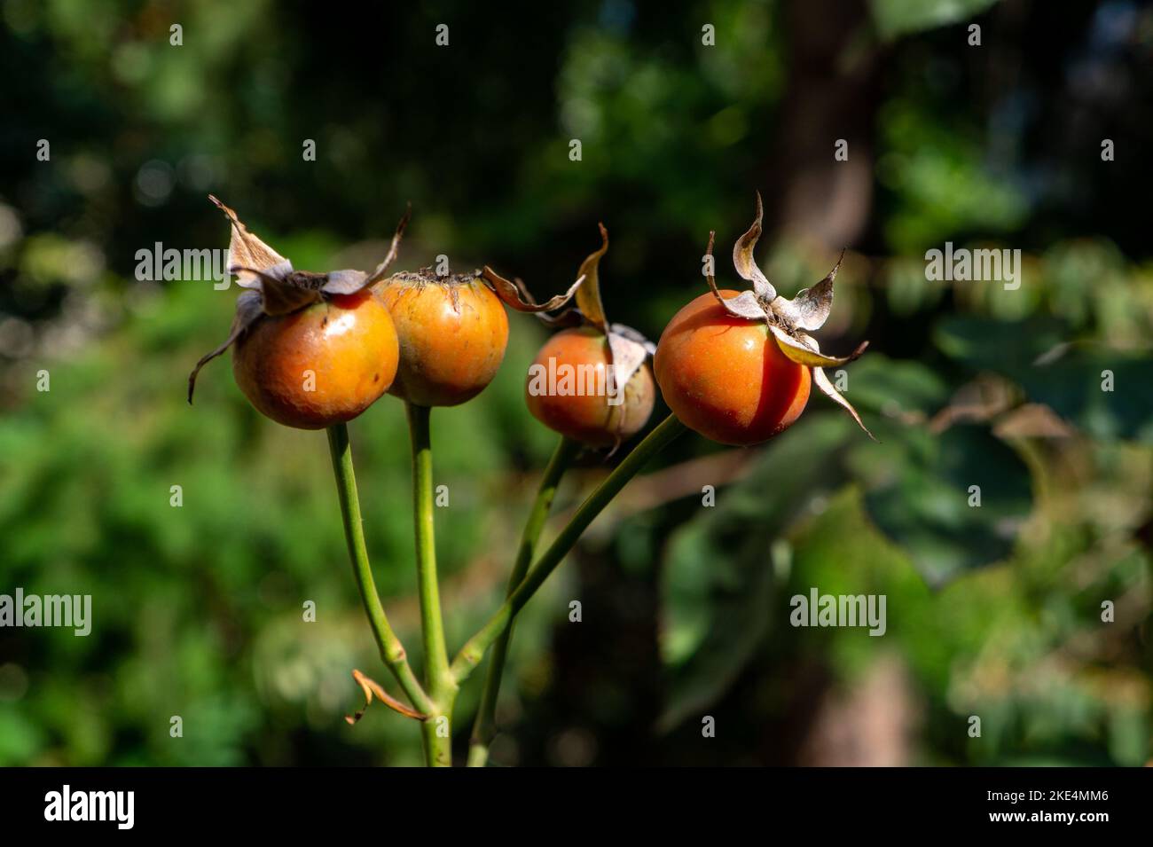 A closeup shot of Bulbs rose seeds against blurred greenery background ...