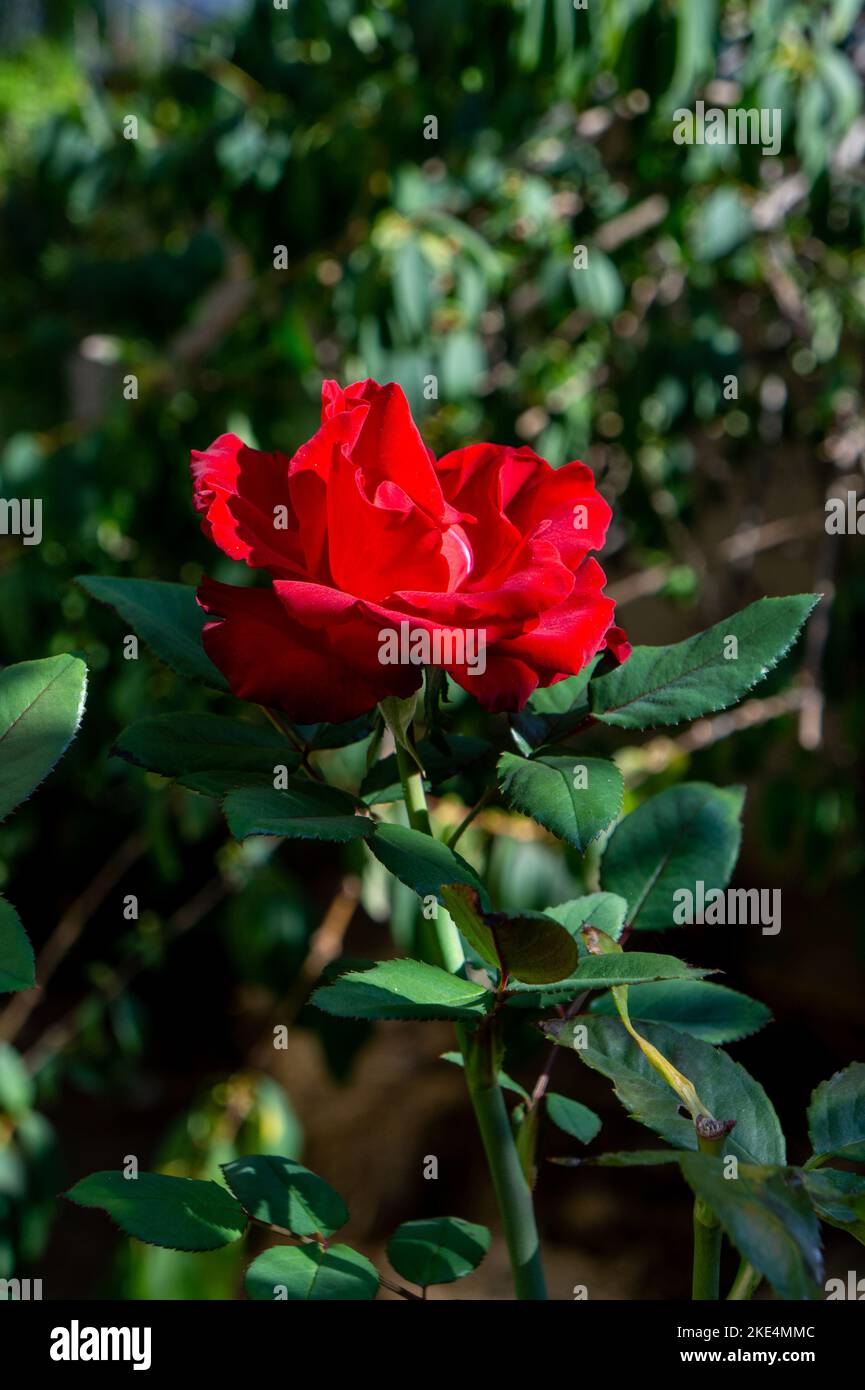 A vertical shot of red flower in bloom with green leaves Stock Photo ...