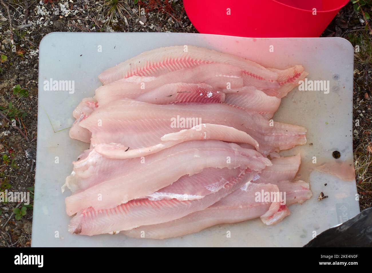 Pile of fresh caught grayling fillets on plastic board in the ...