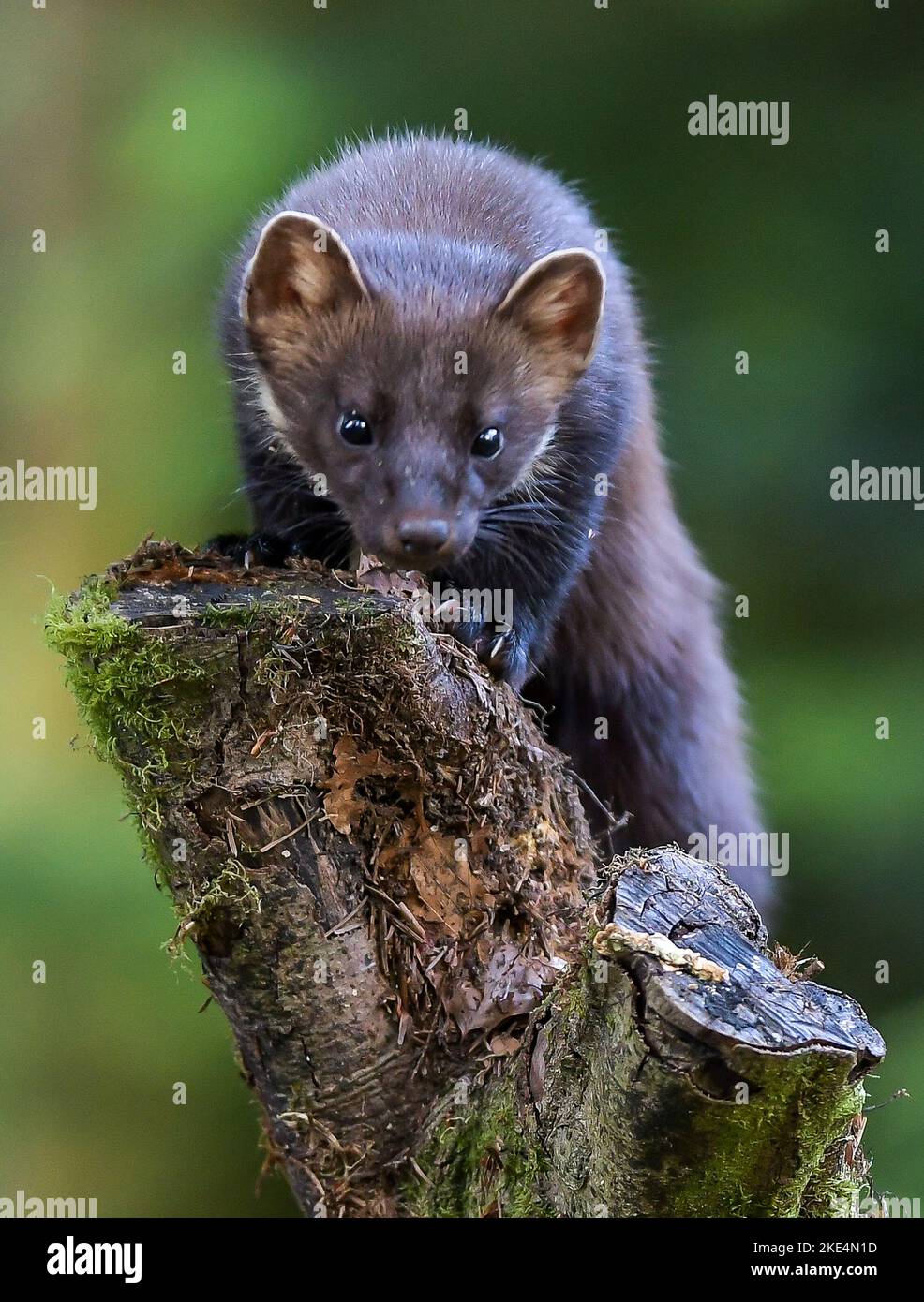 Welsh Pine Marten Stock Photo - Alamy