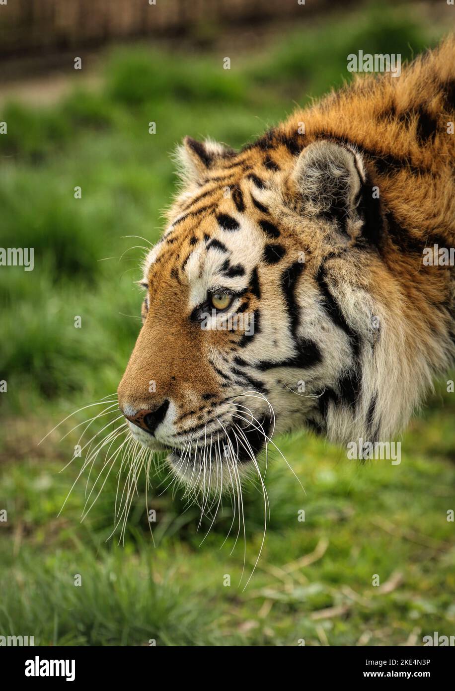 A vertical closeup of a Sumatran tiger's (Panthera tigris sumatrae) hea ...