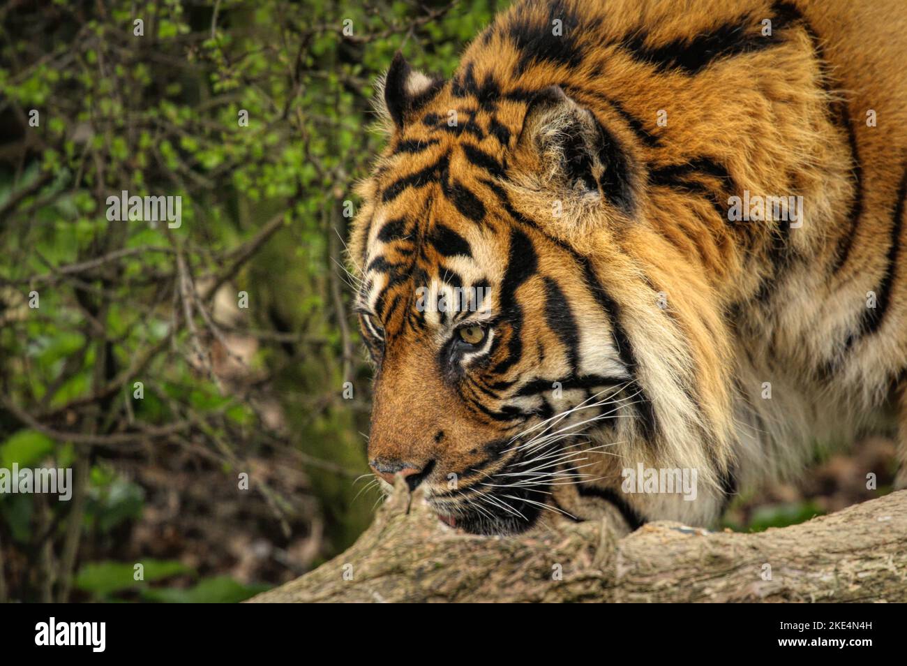 Sumatran tiger ears hi-res stock photography and images - Alamy
