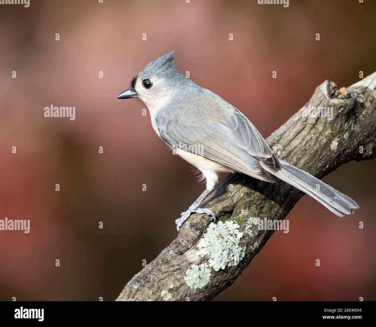 A selective shot of a Tufted Titmouse (Baeolophus bicolor) on a tree ...