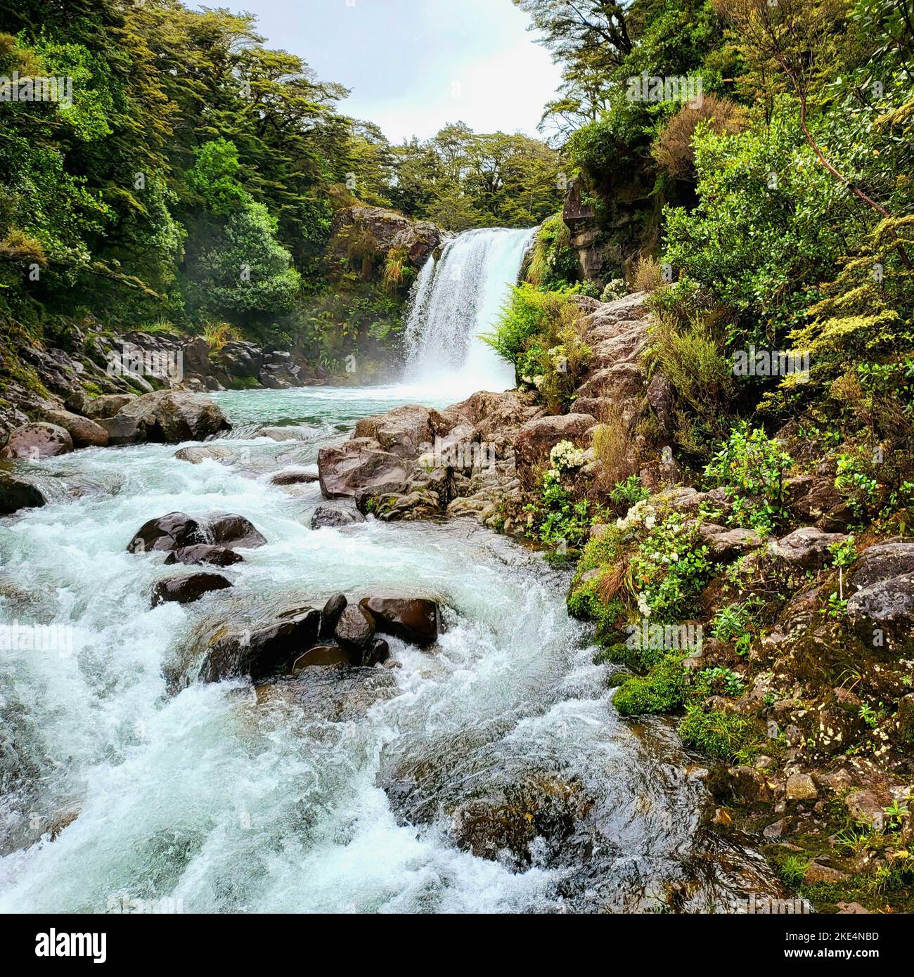 A scenic display of the Tawhai Falls, Gollums Pool with flowing foamy ...