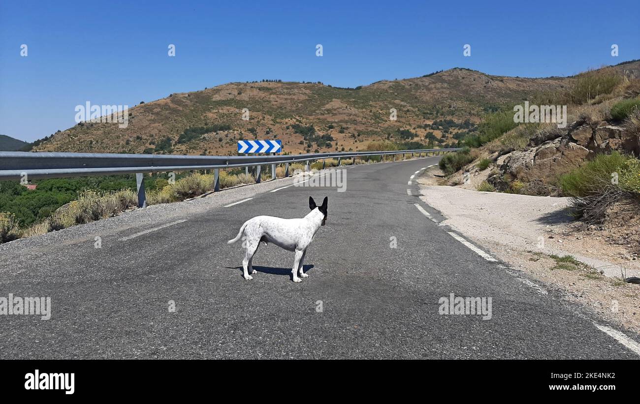 An abandoned dog standing in the middle of the road leading to the ...