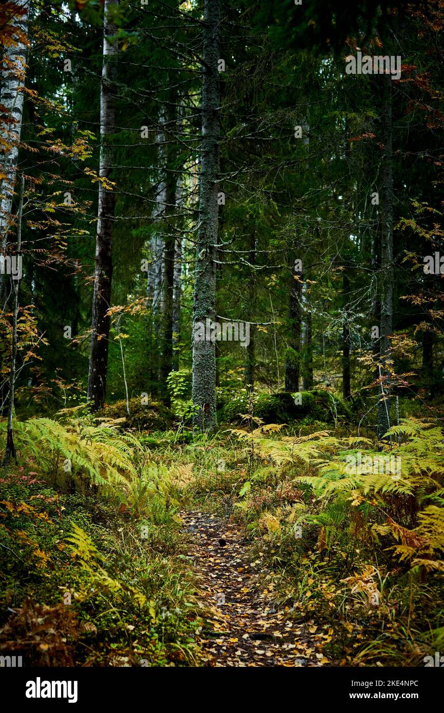 A vertical of a dense forest trail surrounded by green vegetation ...