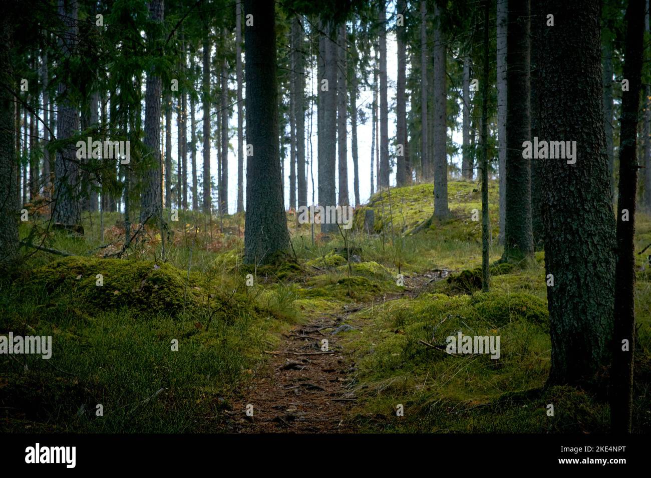 A forest trail in a dense forest with tall trees Stock Photo - Alamy