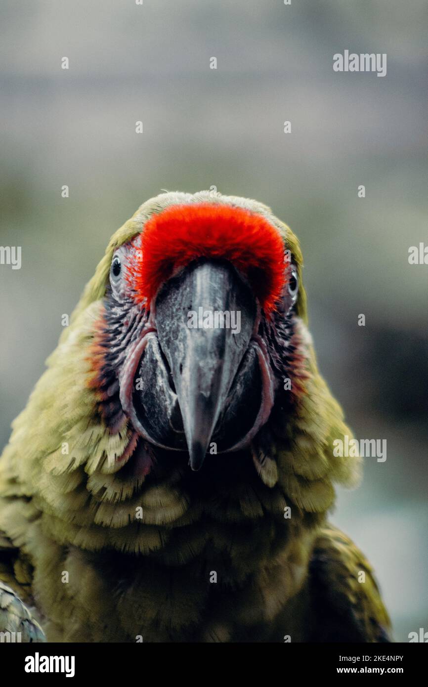 A vertical portrait of a colorful parrot Stock Photo - Alamy